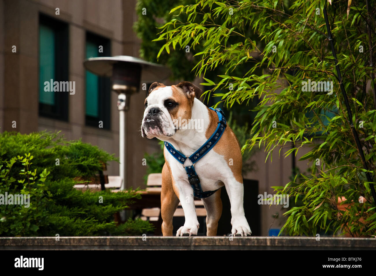 British Bull dog Stock Photo - Alamy