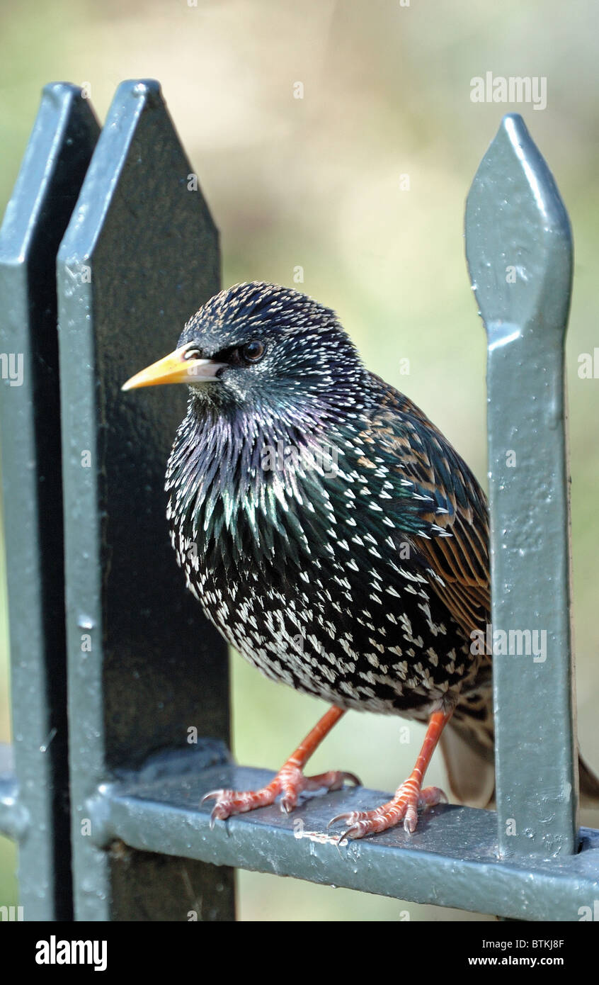 Starling - Sturnus vulgaris on railing London England UK Stock Photo ...