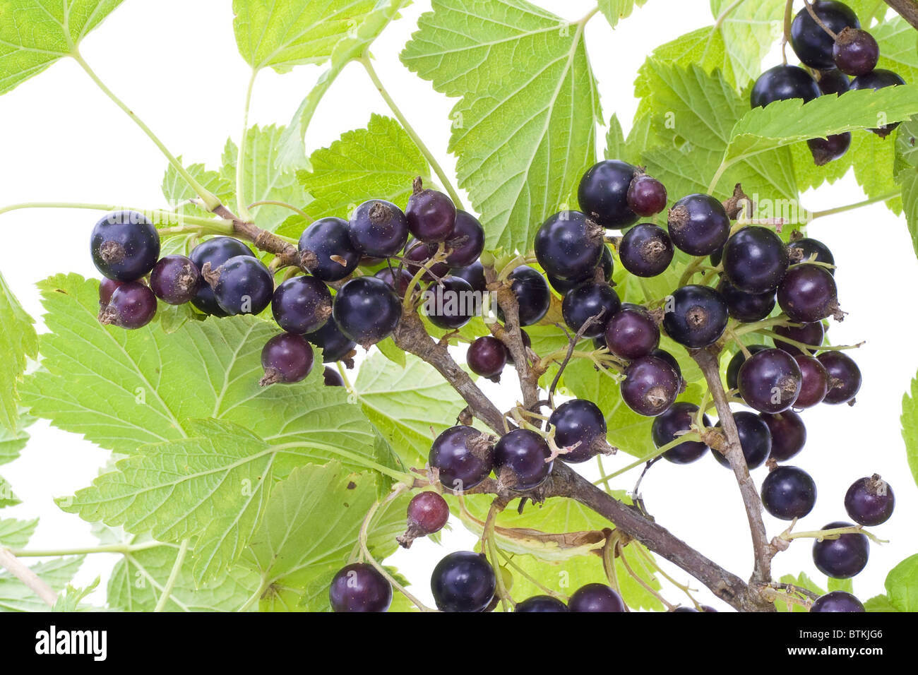 Black currant berries hi-res stock photography and images - Alamy