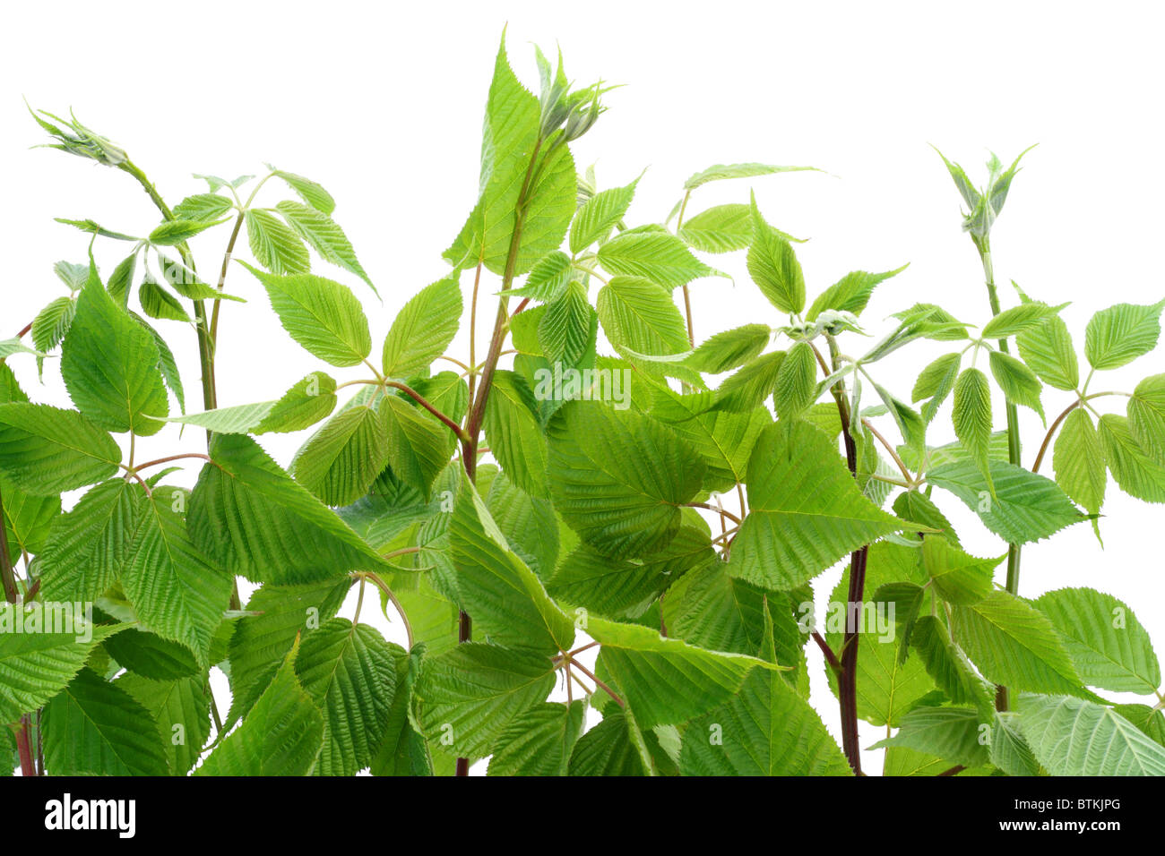Runaways of garden blackberry Stock Photo - Alamy