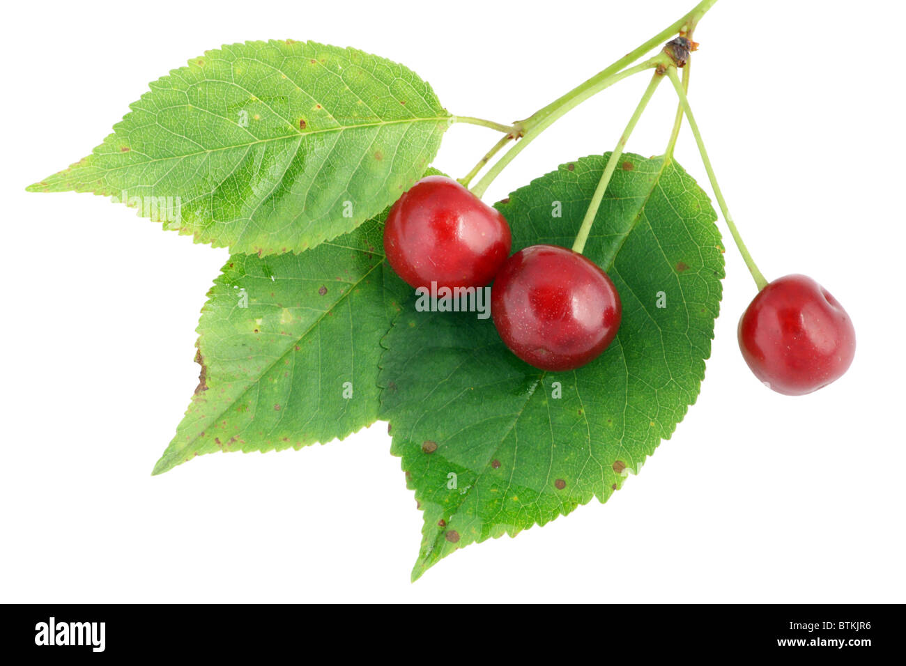 Close up cherry tree ripe Cut Out Stock Images & Pictures - Alamy
