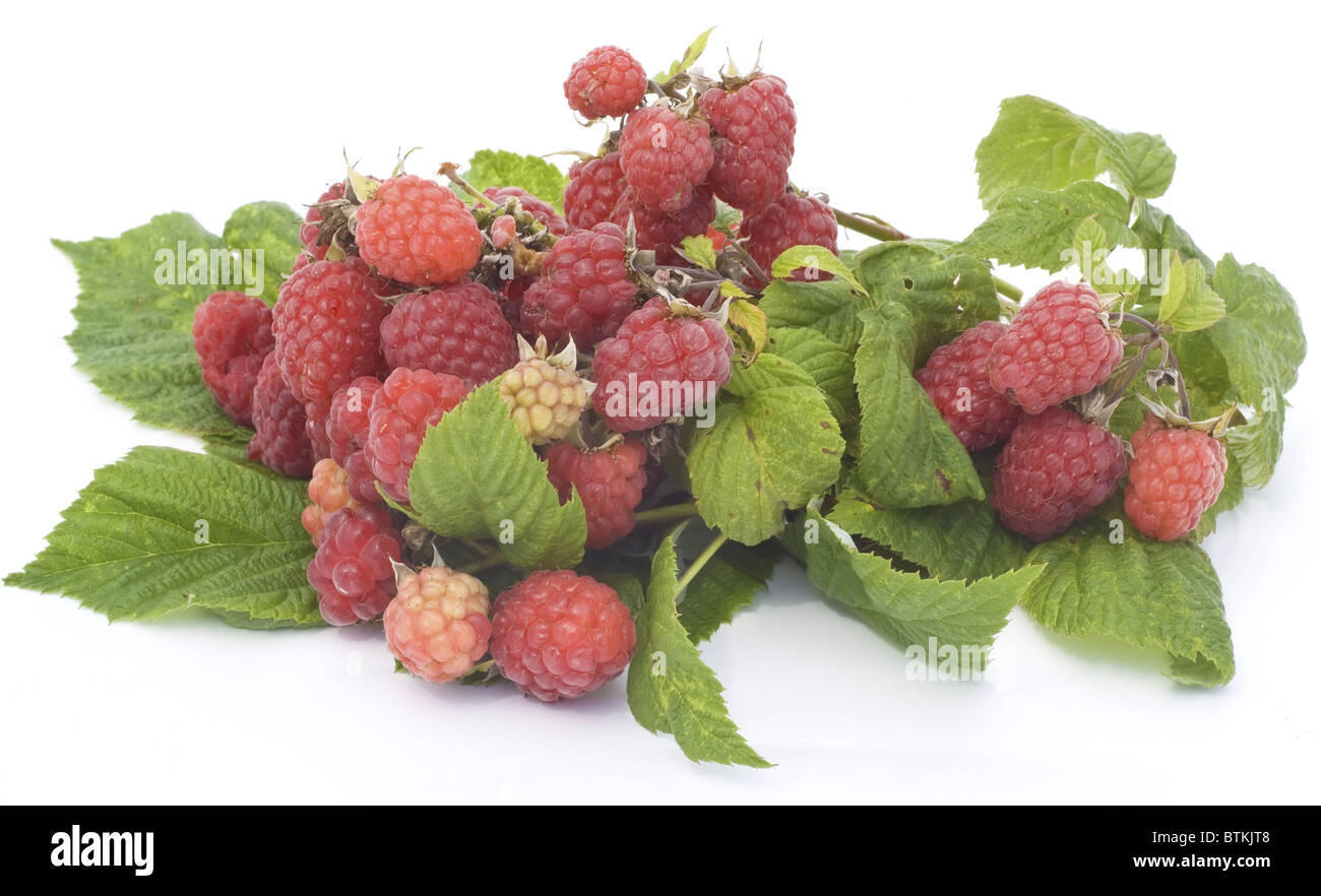 Ripe and unripe raspberry on branches Stock Photo - Alamy