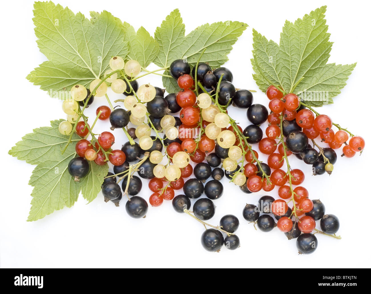 Black currant close up berries Cut Out Stock Images & Pictures - Alamy