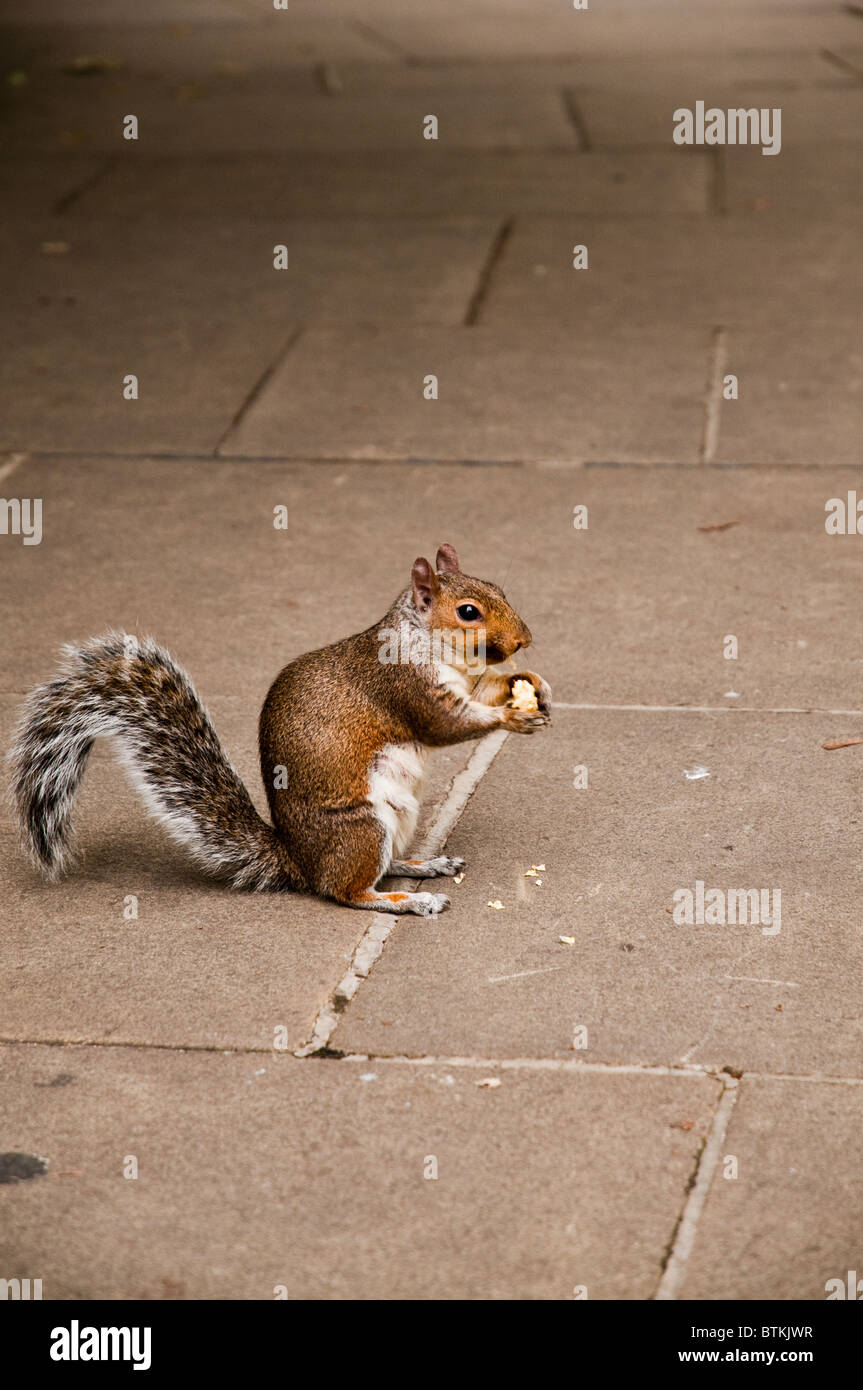 Brown squirrel eating a peanut Stock Photo - Alamy