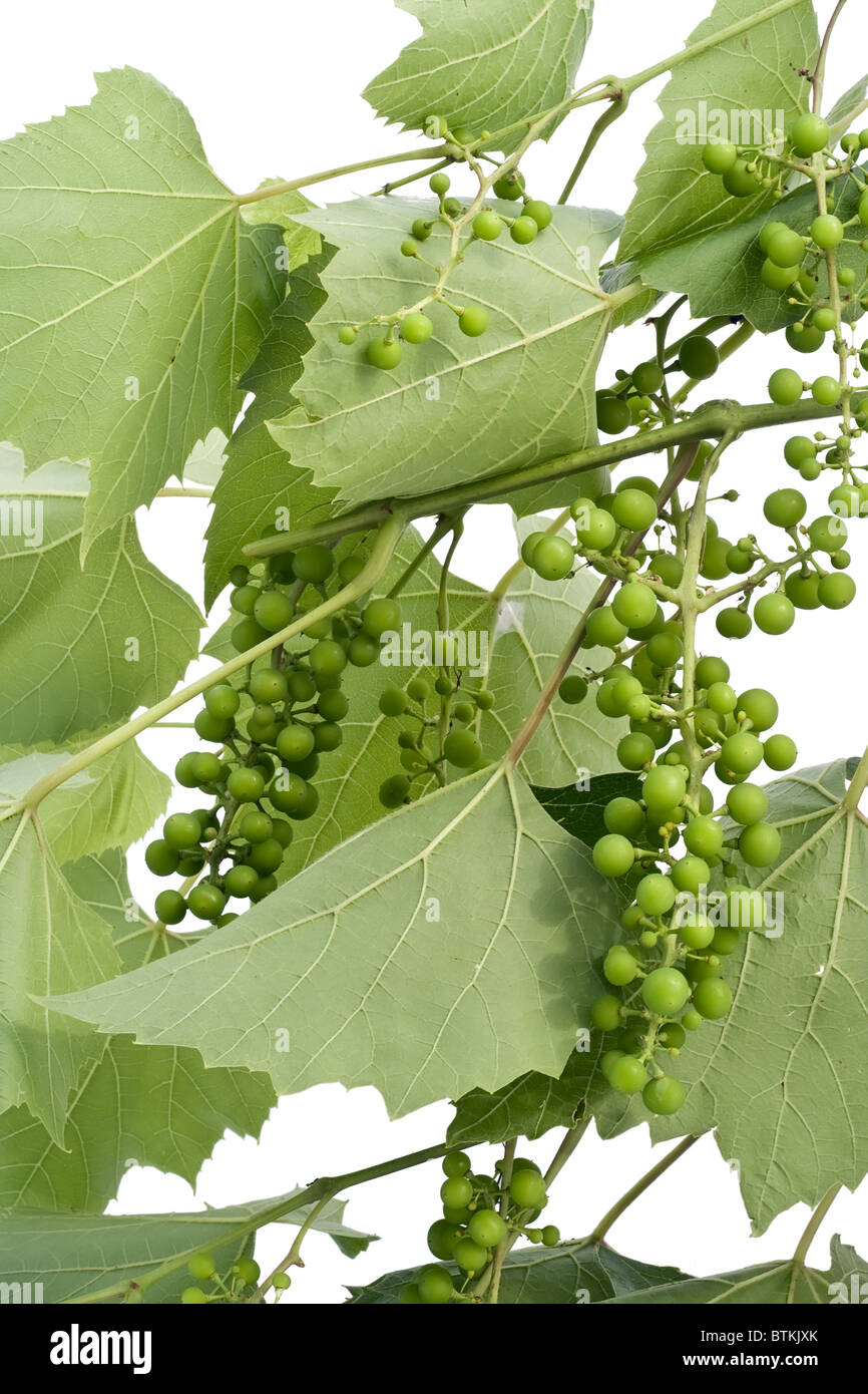 Structure in design Cut Out Stock Images & Pictures - Alamy