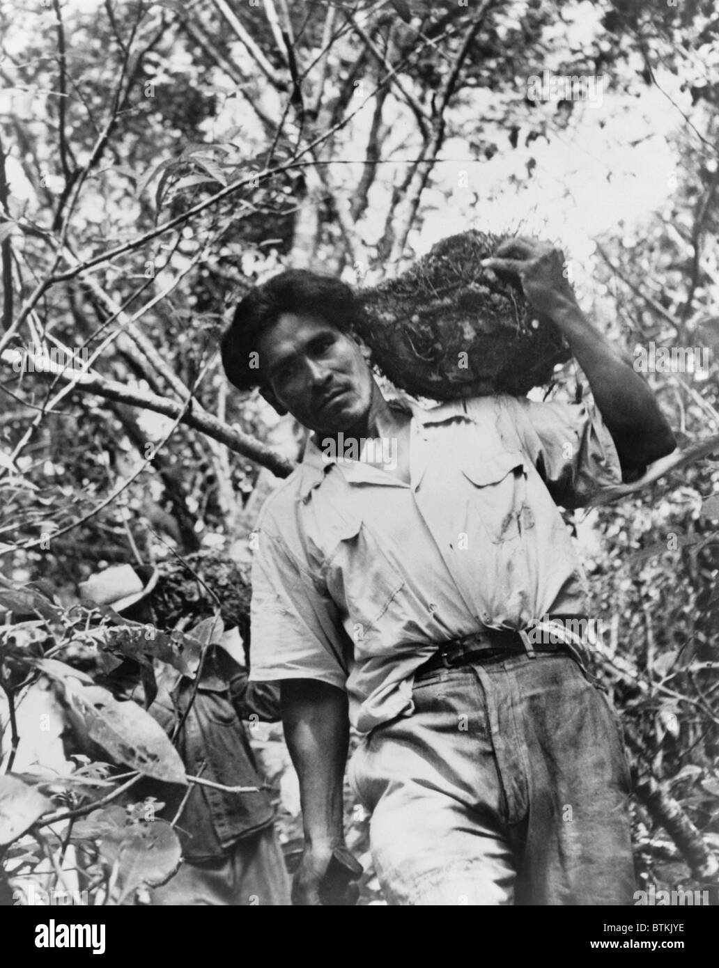 Mexican laborer carrying wild yams, cabezo de negro, in 1951, in a ...