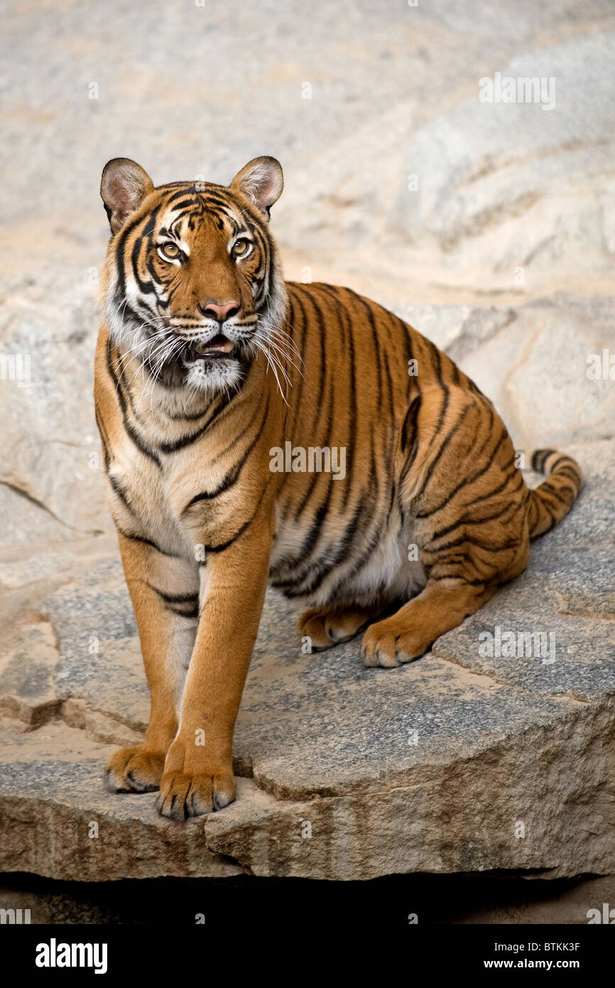 A Bengal tiger at the Berlin zoo Stock Photo - Alamy