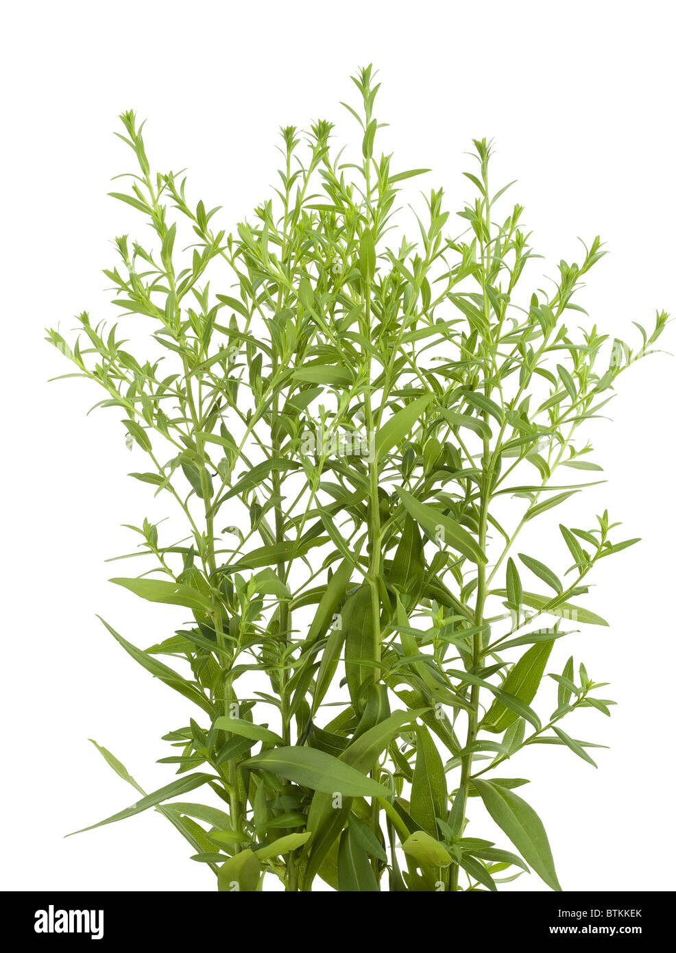 Isolated garden plant Stock Photo - Alamy