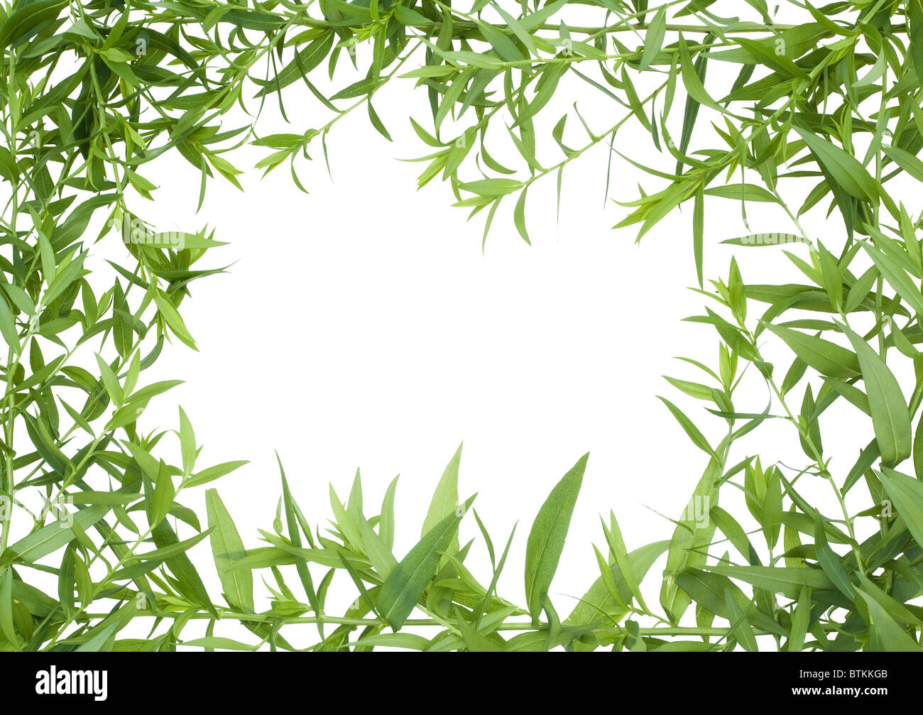 Jungle frame hi-res stock photography and images - Alamy