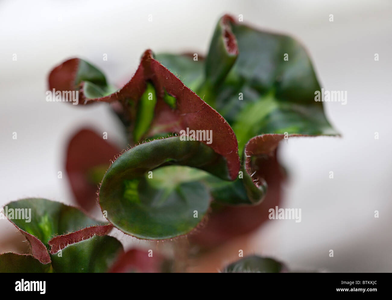 Begonia hybrid hi-res stock photography and images - Alamy
