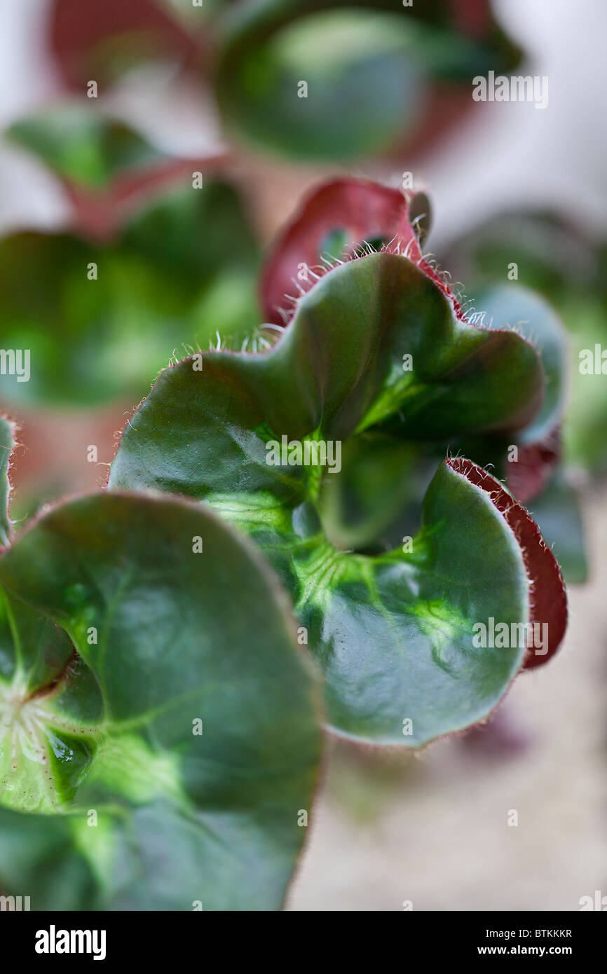 Begonia hybrid hi-res stock photography and images - Alamy