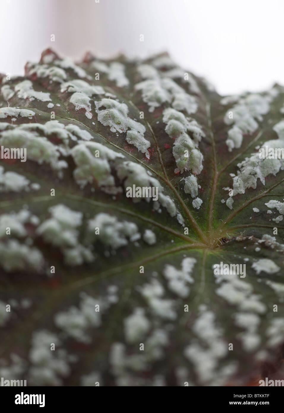 Foliage plant silver leaves hi-res stock photography and images - Alamy