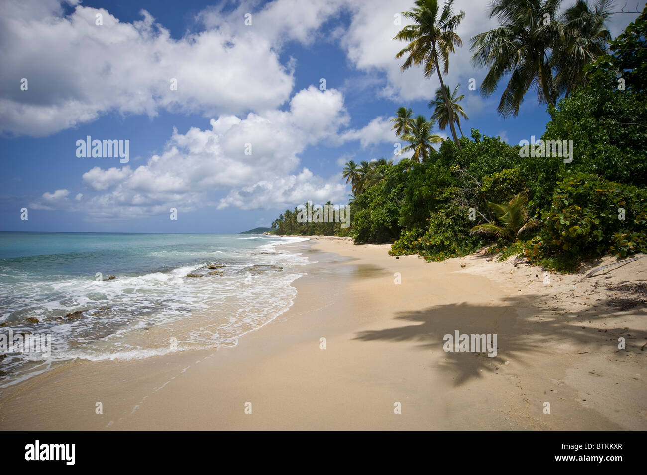 Surf, Waves & Sand On Isolated Deserted Beach, Vieques Puerto Rico ...