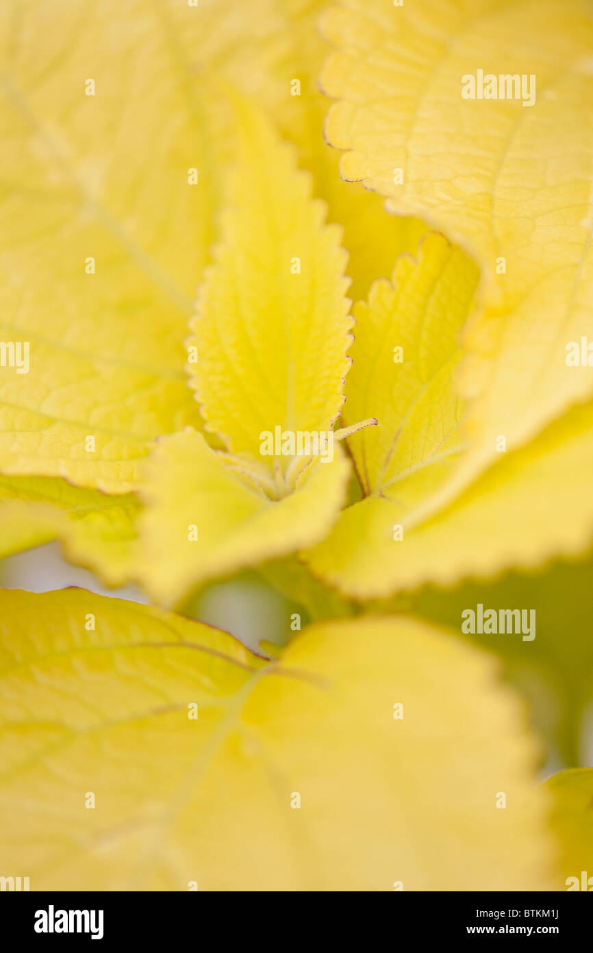 Portrait of the bright yellow Coleus 'Buttercup' Stock Photo - Alamy