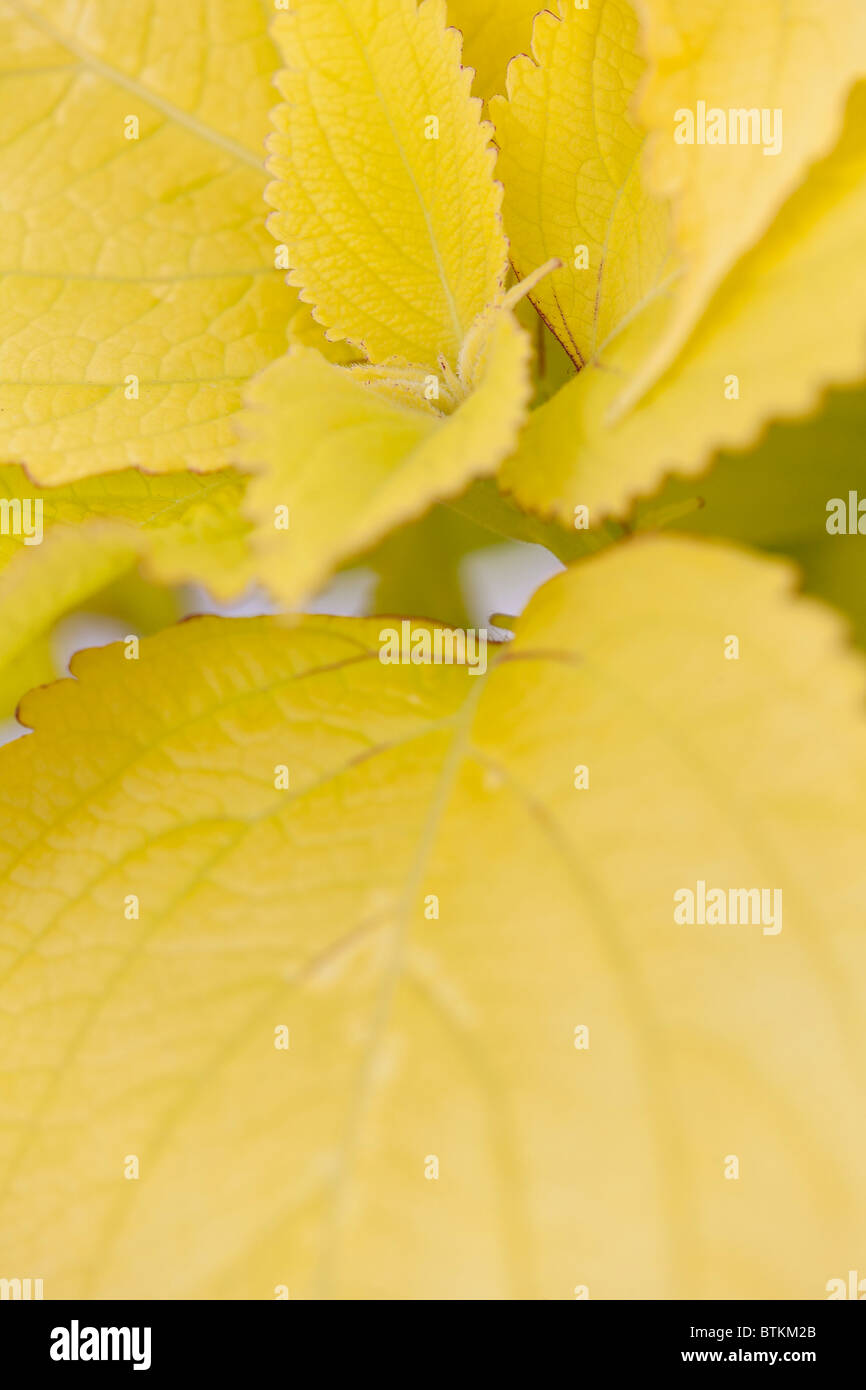 Portrait of the bright yellow Coleus 'Buttercup' Stock Photo - Alamy