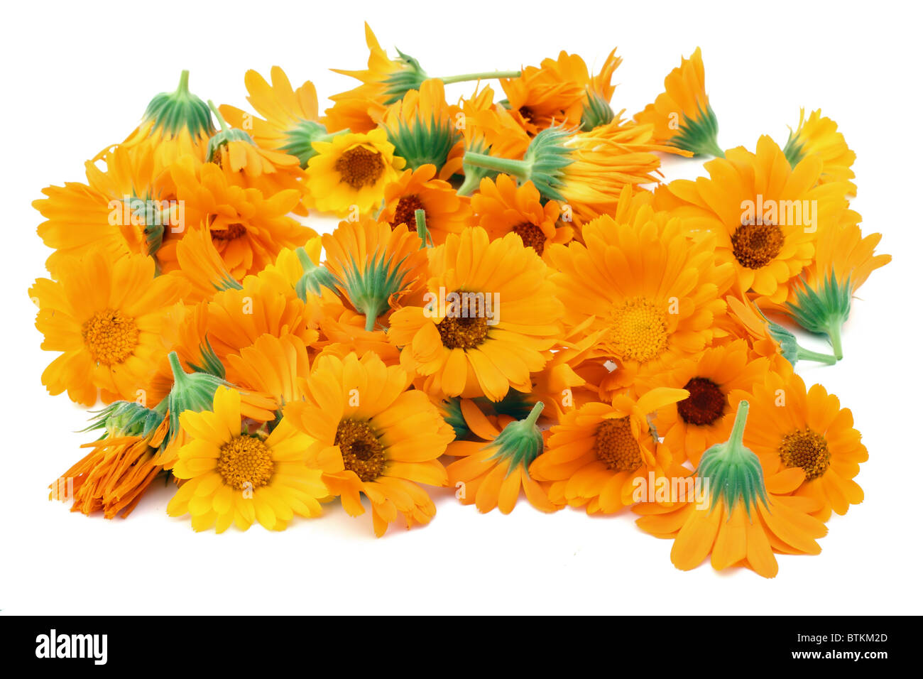 Calendula flowers isolated Stock Photo - Alamy