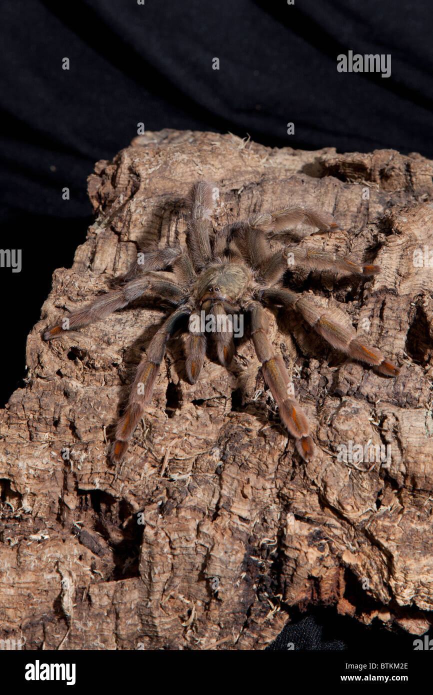 captive trinidad chevron tarantula Stock Photo - Alamy