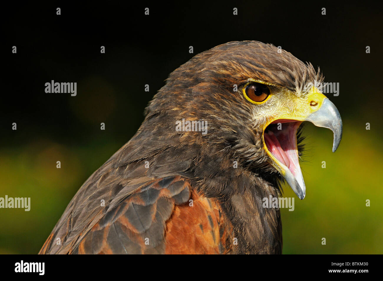 Screaming Bay-winged Hawk, Parabuteo unicinctus Stock Photo - Alamy