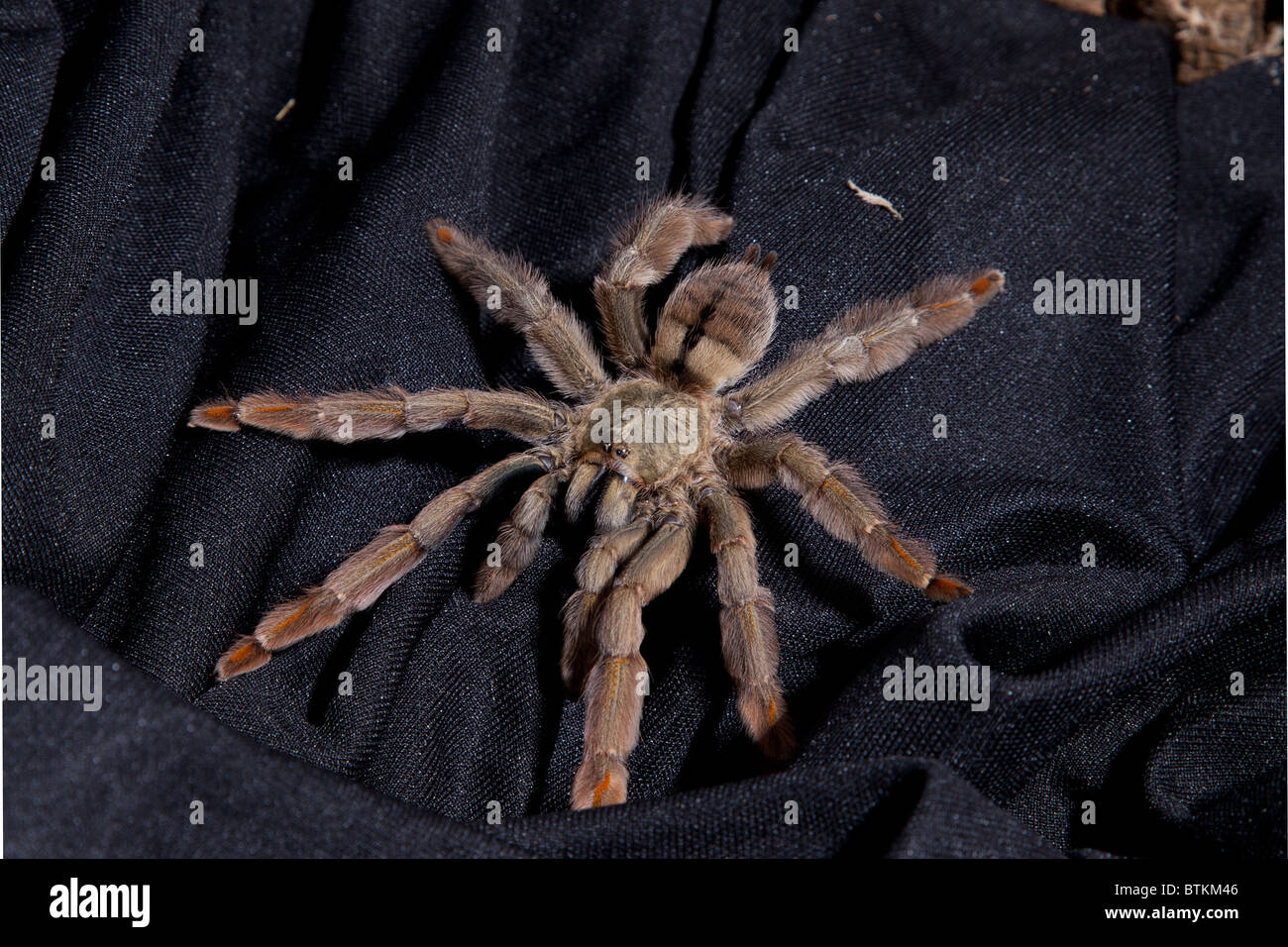 captive trinidad chevron tarantula Stock Photo - Alamy