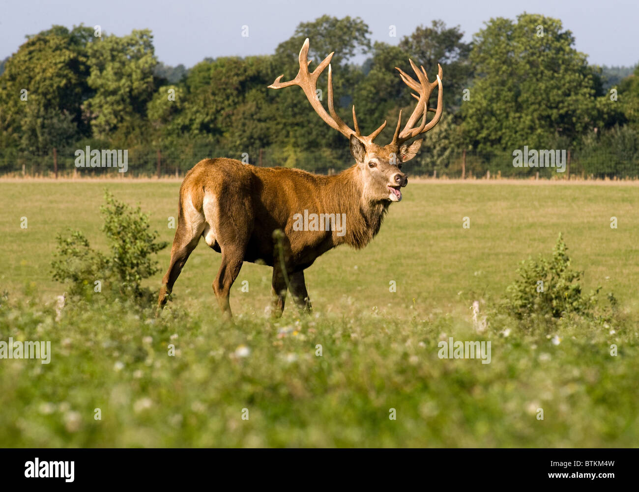 Gamekeeping hi-res stock photography and images - Alamy