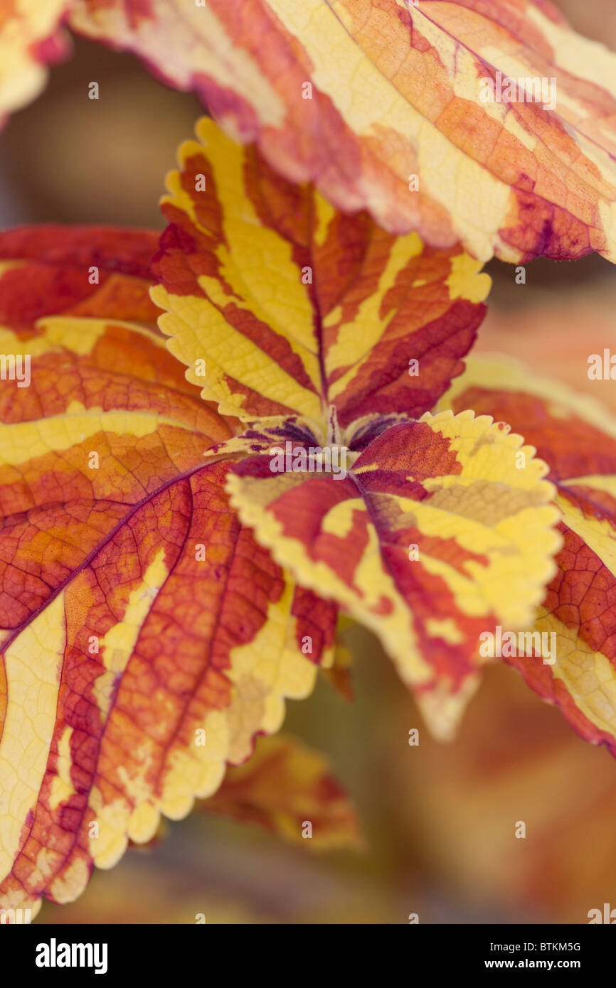 Close up view of the beautiful Coleus 'Freckles' Stock Photo - Alamy