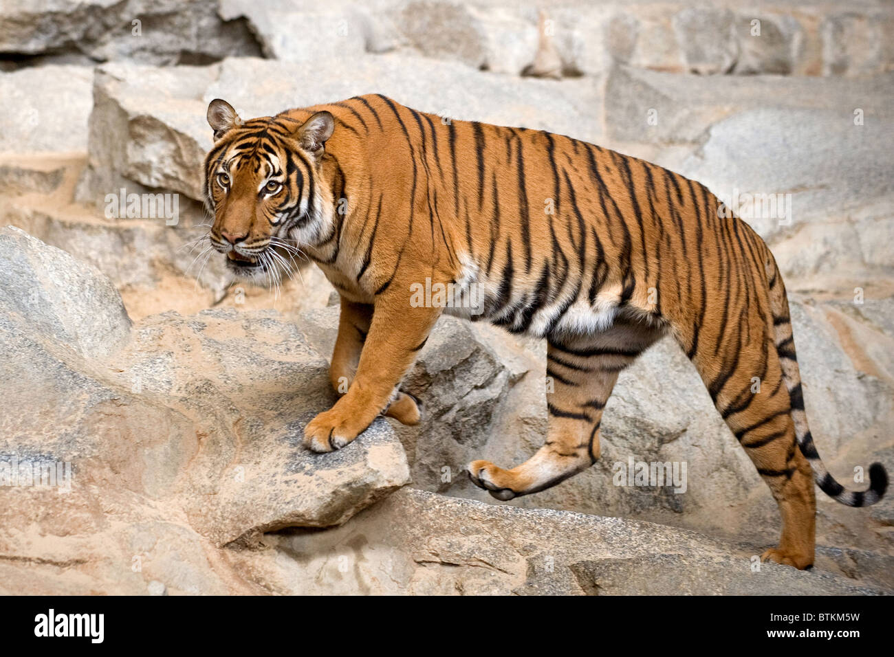 A Bengal tiger at the Berlin zoo Stock Photo - Alamy