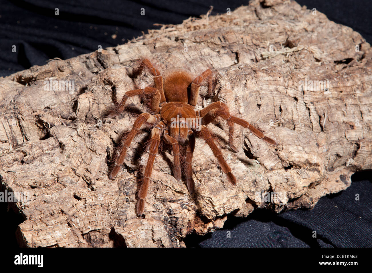 captive red tree spider Stock Photo - Alamy