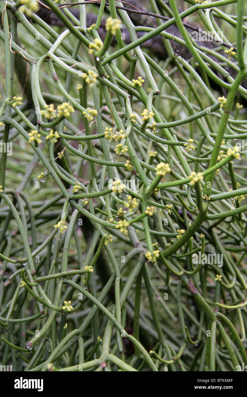 The Rubber Hedge Euphorbia, Euphorbia tirucalli, Euphorbiaceae, South ...