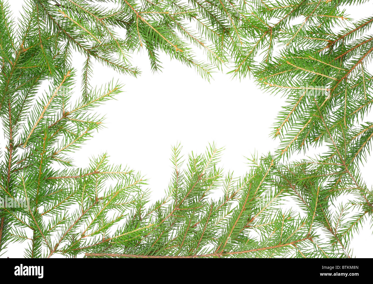Fur-tree branches frame Stock Photo - Alamy