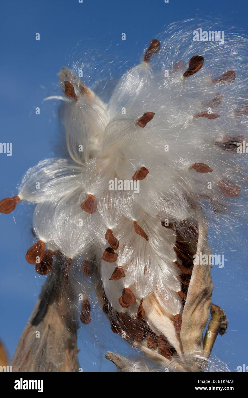 Habitat disperse hi-res stock photography and images - Alamy