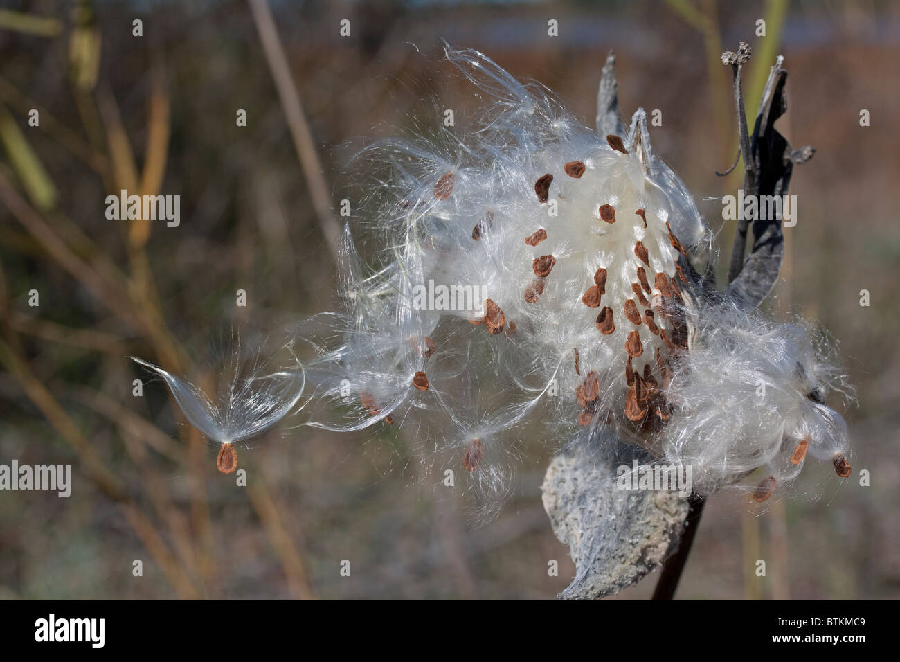 Common Milkweed seeds being dispersed from pod by wind Asclepias ...