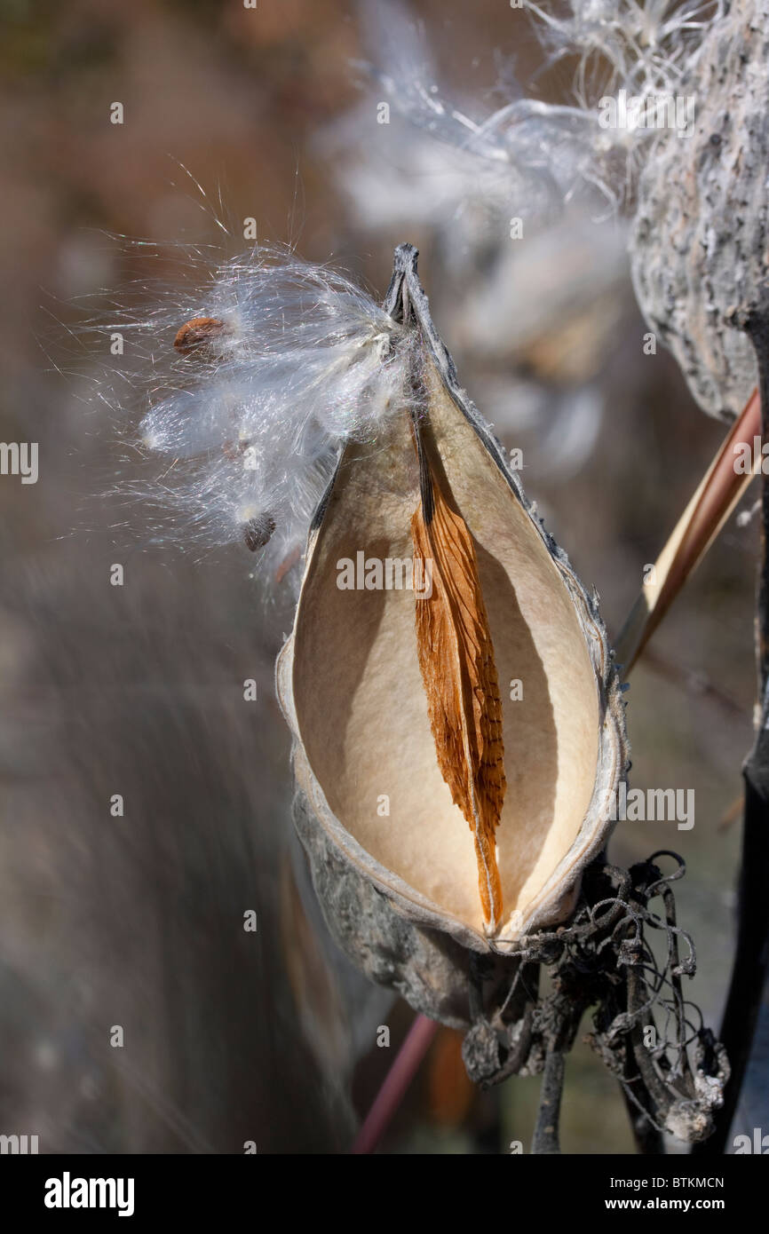 Airborne Seeds High Resolution Stock Photography and Images - Alamy