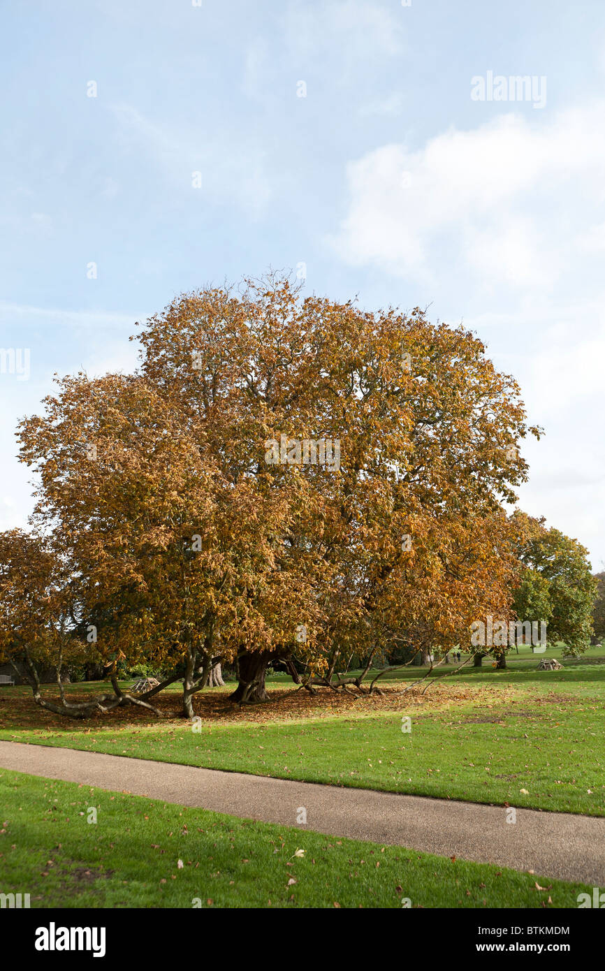 Horse chestnut tree autumn hi-res stock photography and images - Alamy