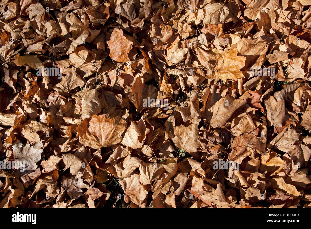 Black soil forest hi-res stock photography and images - Alamy