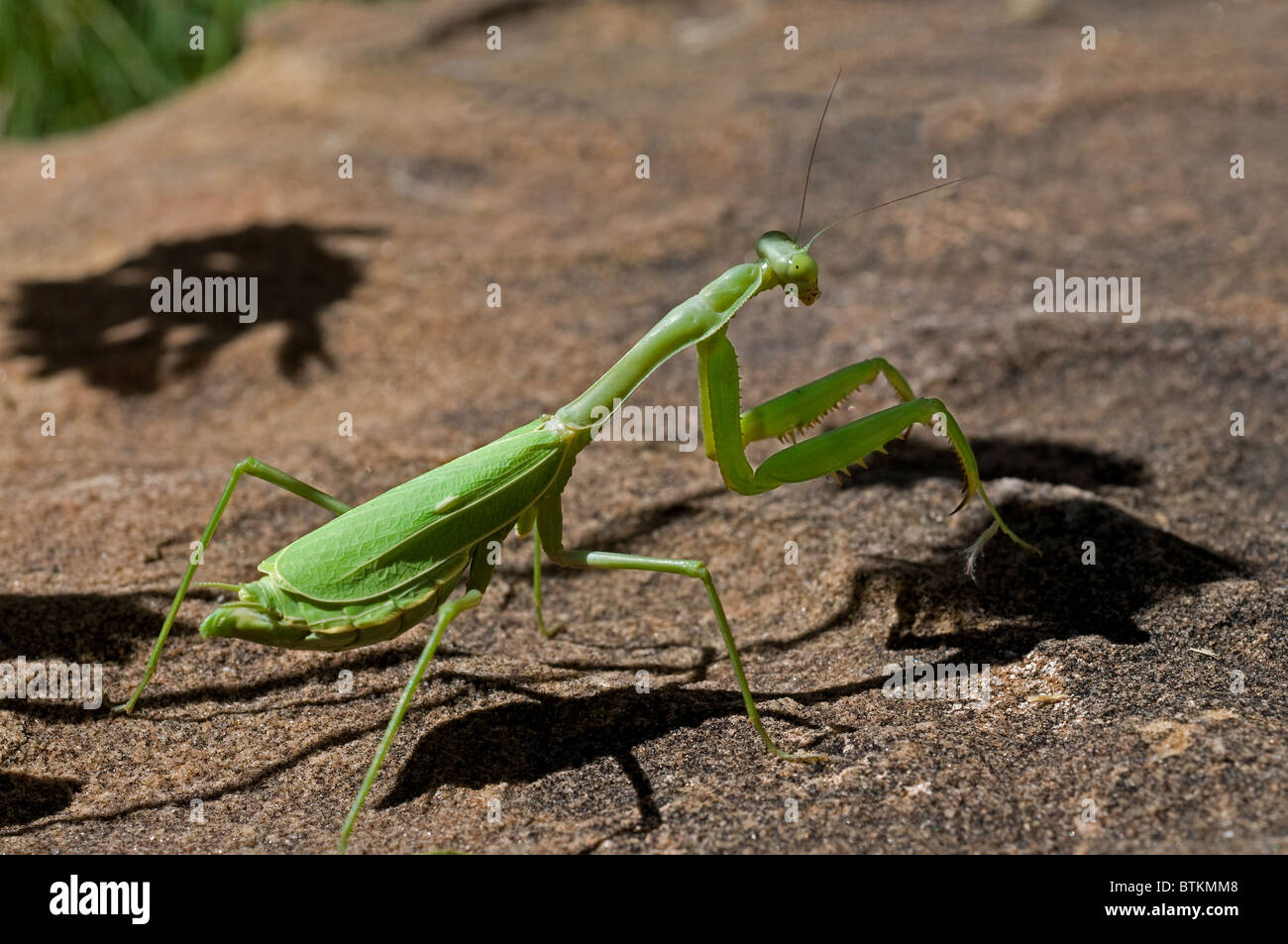 Green Preying Mantis Stock Photo - Alamy