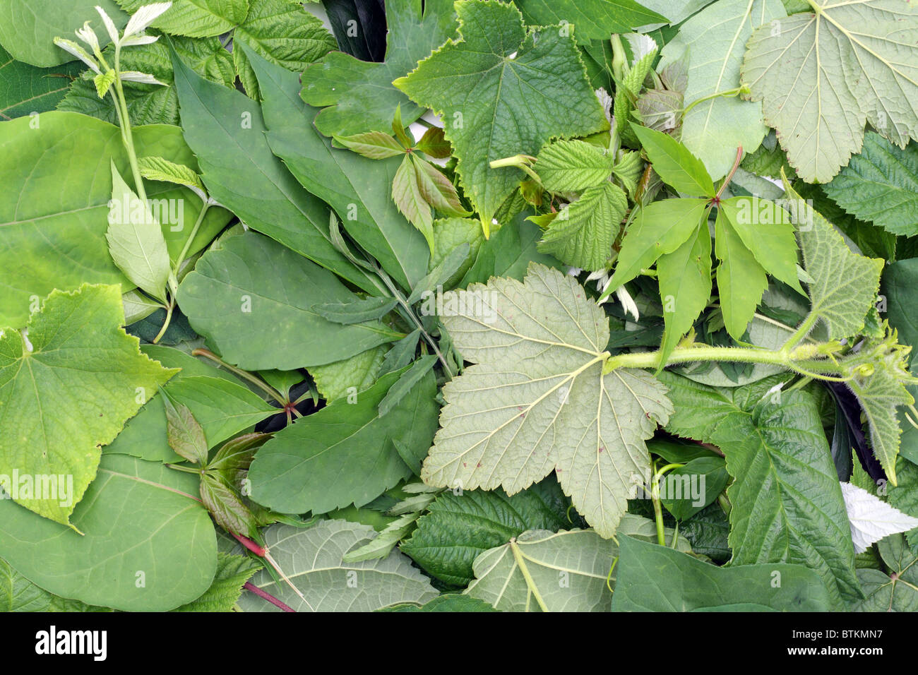 Green garden leaves mix Stock Photo - Alamy