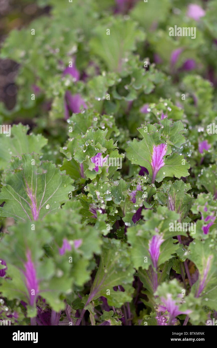 Kamome red rouge hi-res stock photography and images - Alamy