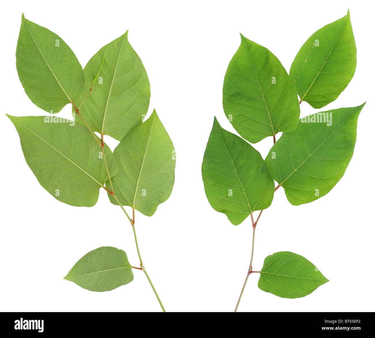 Green pro Cut Out Stock Images & Pictures - Alamy