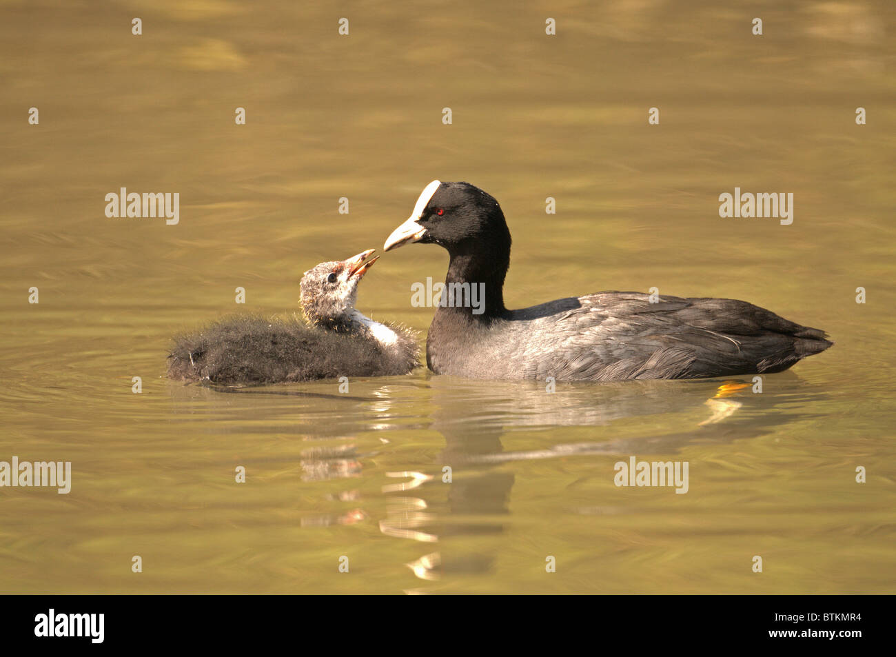 Juvenile coot uk hi-res stock photography and images - Alamy