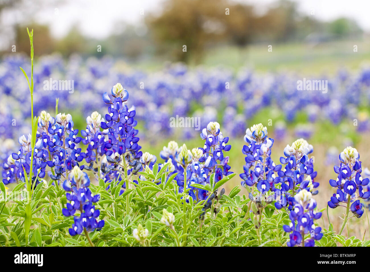 Texas Bluebonnet wildflowers Stock Photo - Alamy