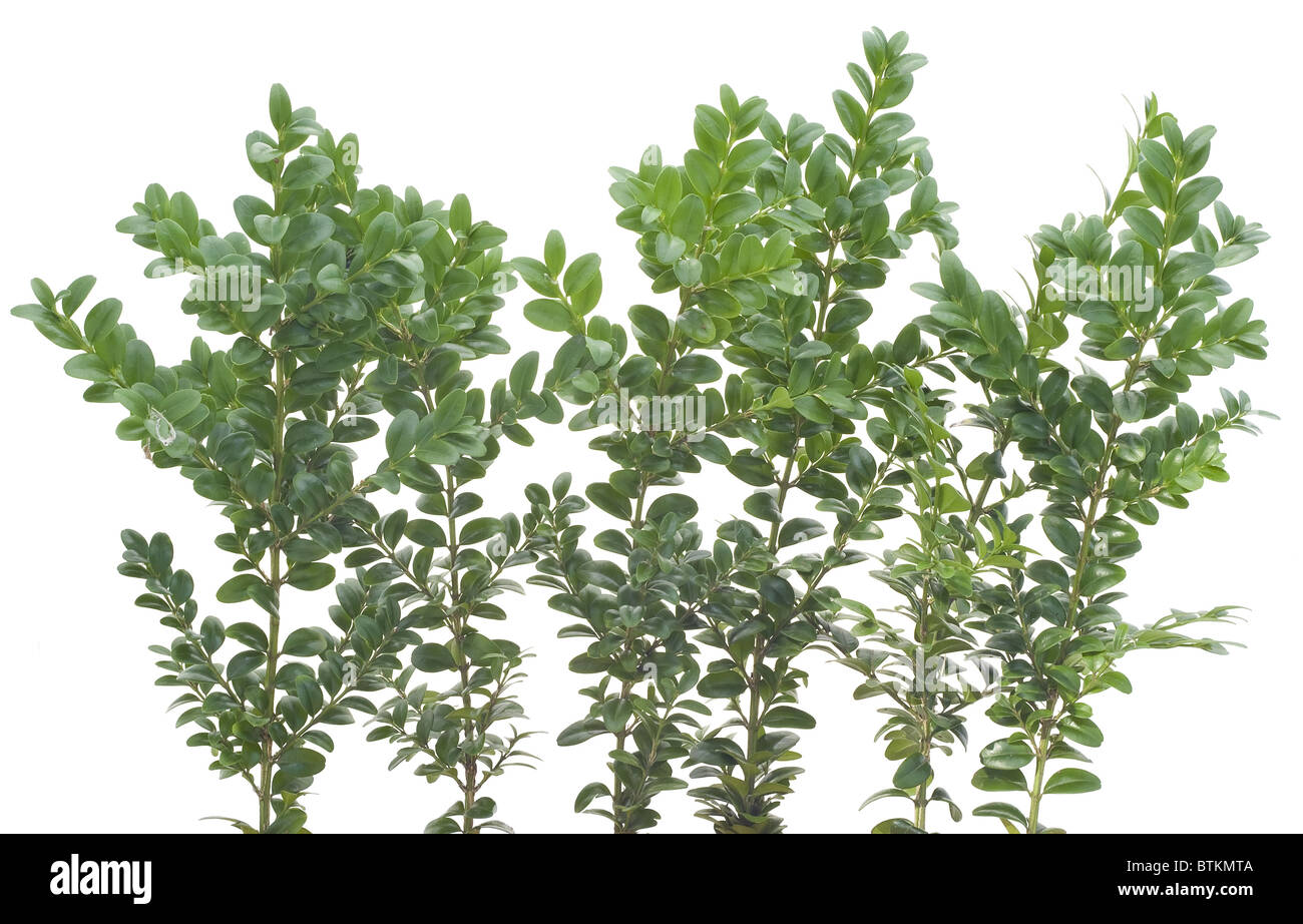 Border from evergreen plant Stock Photo - Alamy