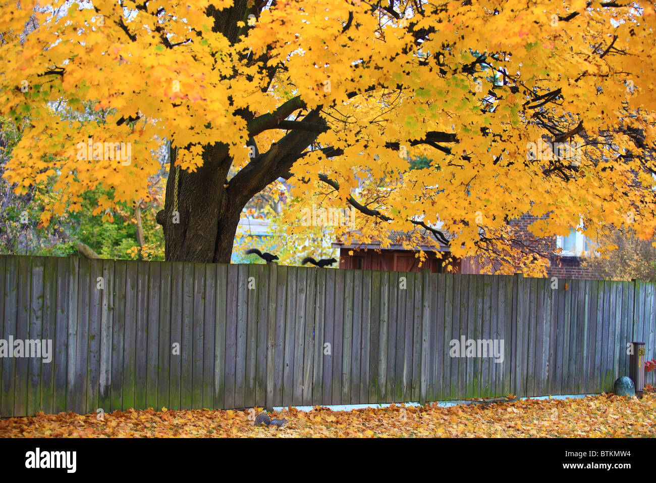 Chasing squirrels hi-res stock photography and images - Alamy