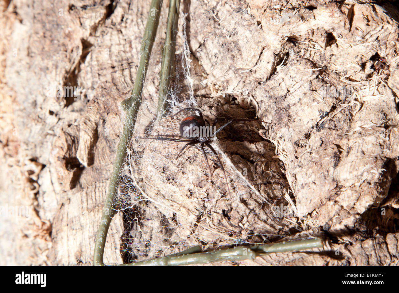 captive red back spider Stock Photo - Alamy