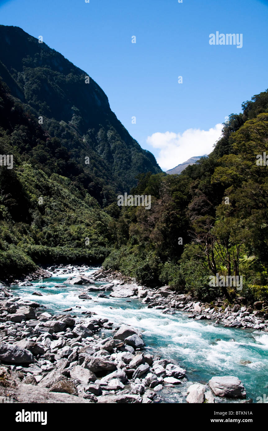 Rata trees flowering hi-res stock photography and images - Alamy