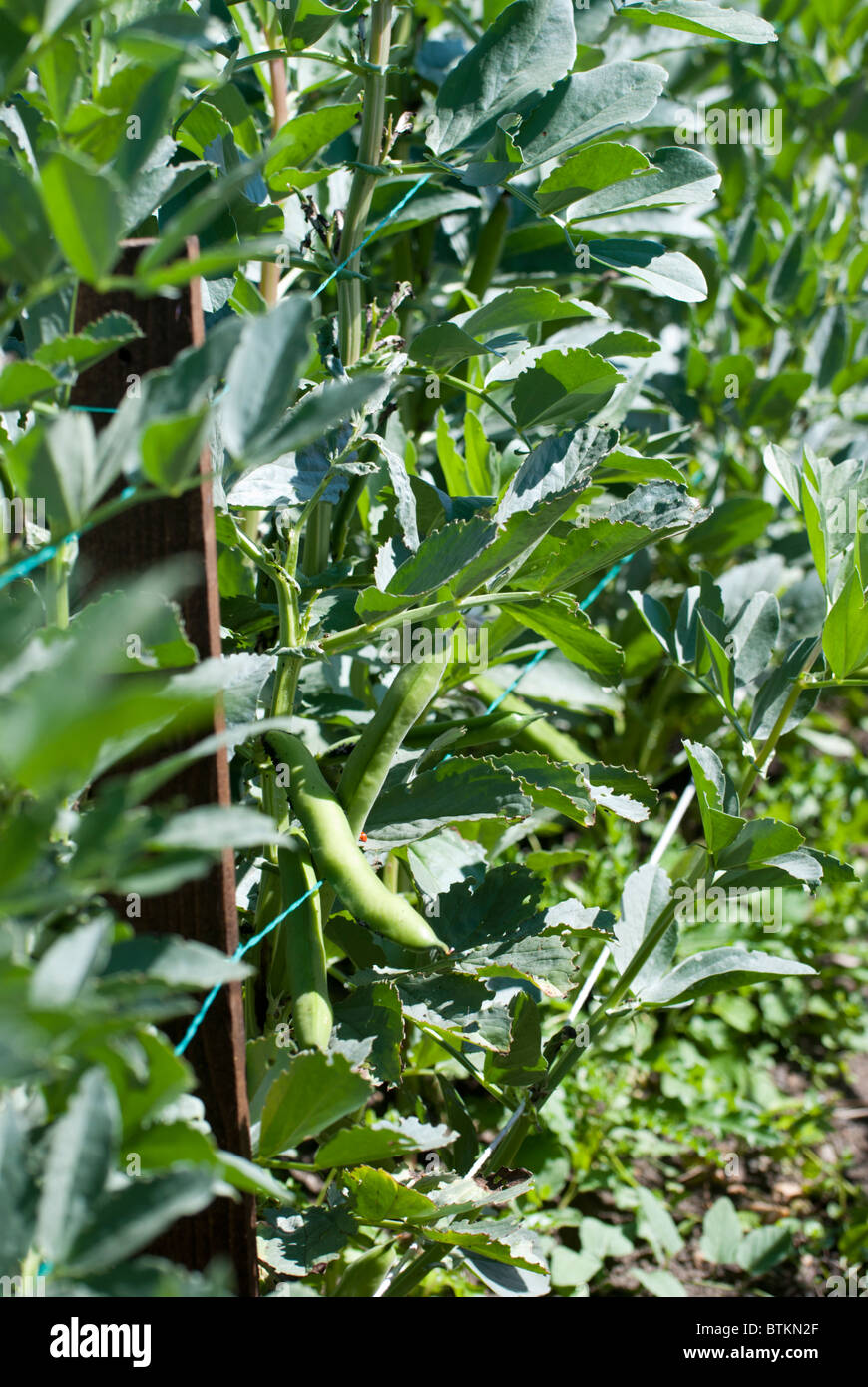 Broad beans plant hi-res stock photography and images - Alamy
