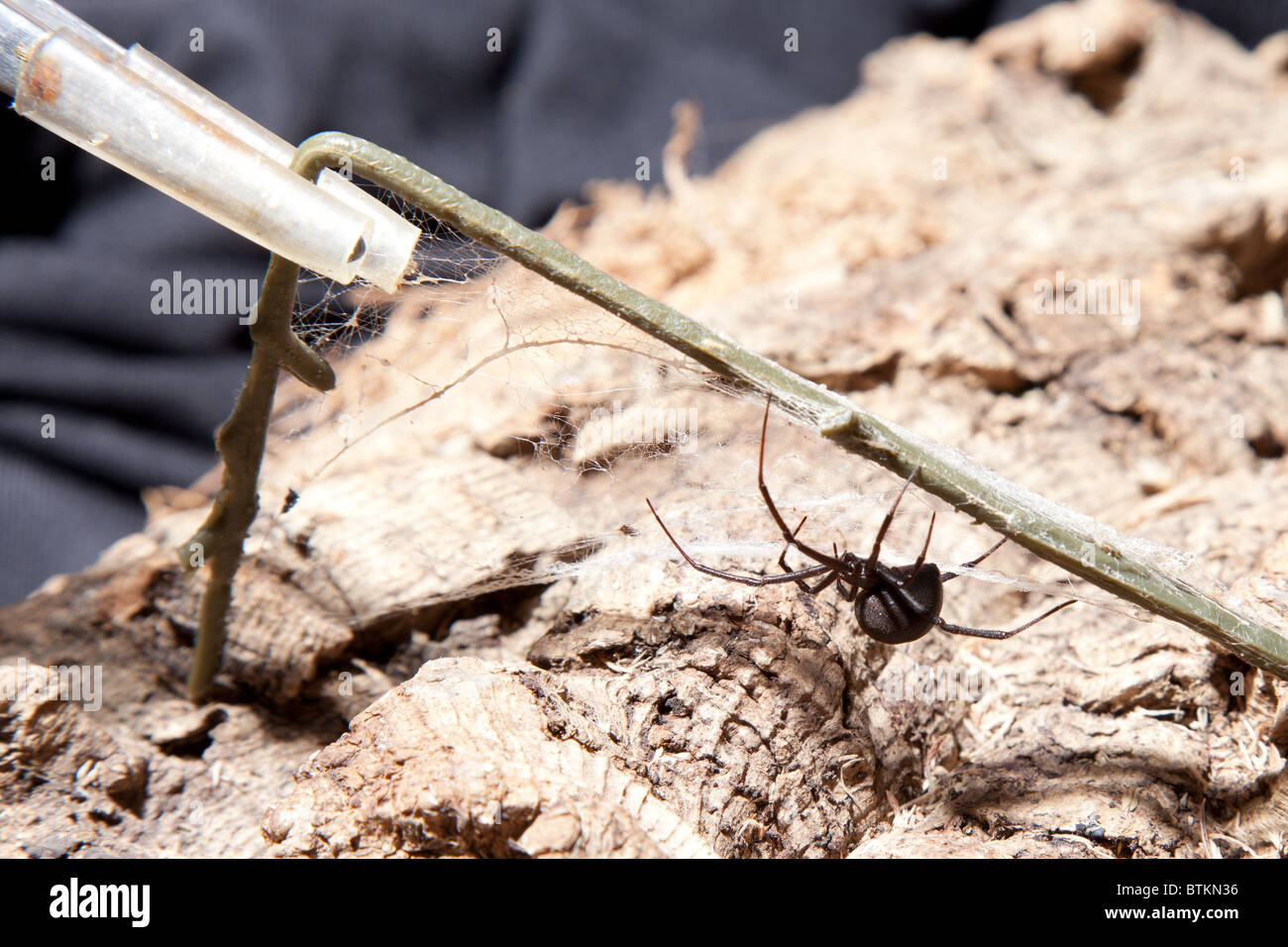 captive red back spider Stock Photo - Alamy
