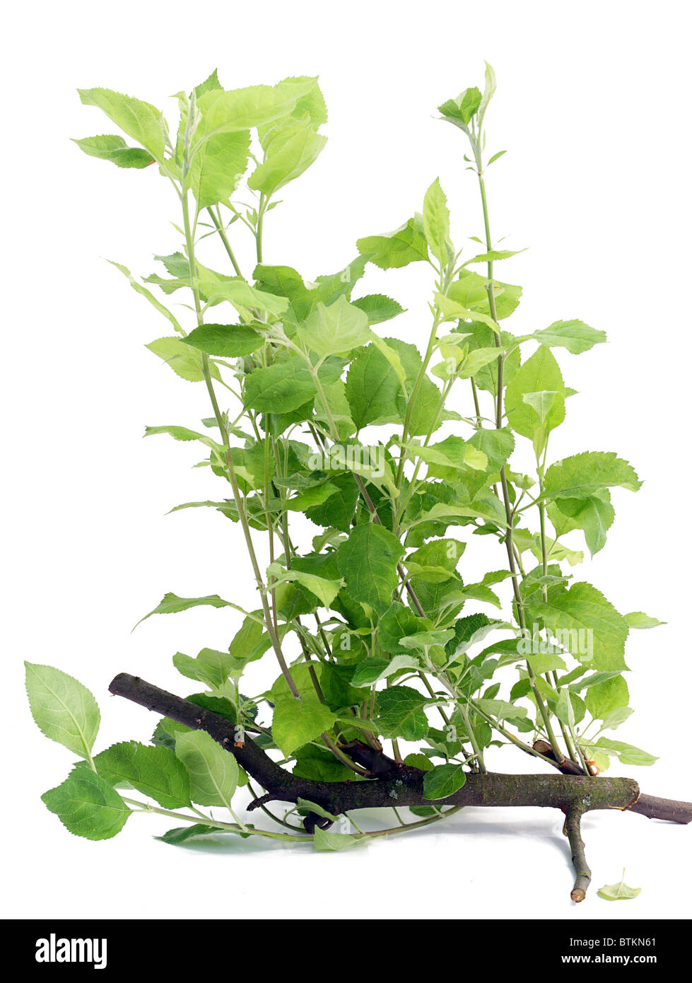 Branches young green foliage isolated Cut Out Stock Images & Pictures ...