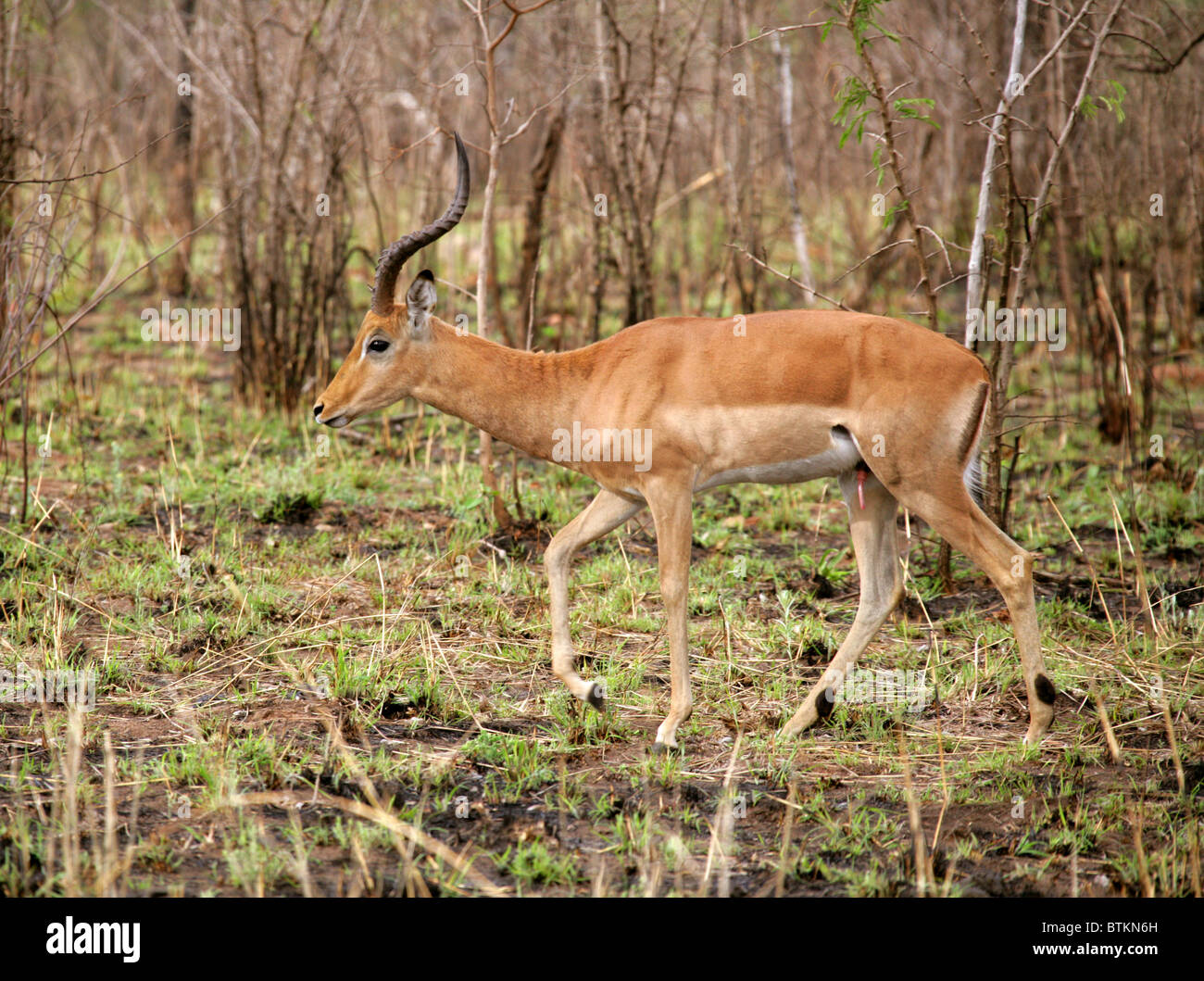 Bovidae hi-res stock photography and images - Alamy