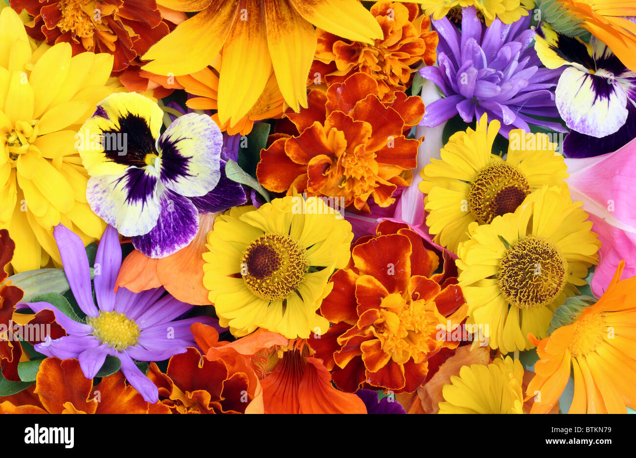 August flowers hi-res stock photography and images - Alamy