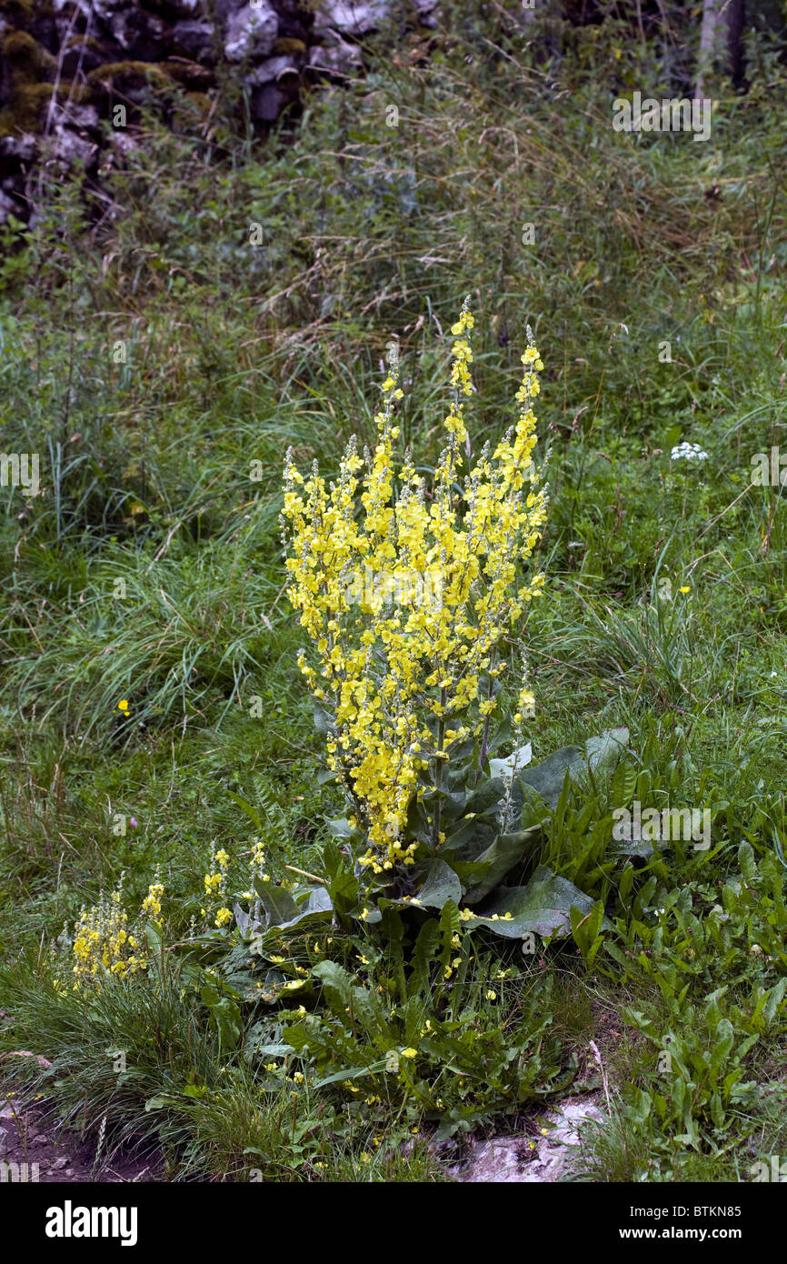 Great Mullein Lathkill Dale Derbyshire England Stock Photo - Alamy